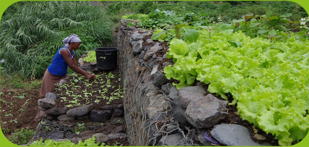 Projet agricole pour les femmes rurales de João Galego sur l'île de ...